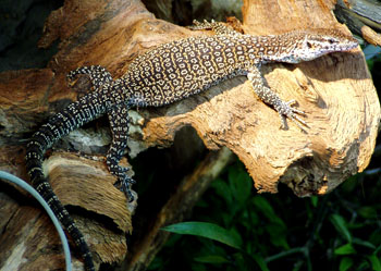 巨蜥科 Varanidae 蓝色动物学